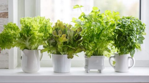 Mini Horta em Apartamento: 9 Dicas Essenciais para Você Ter a Sua