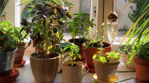 Mini Horta em Apartamento: 9 Dicas Essenciais para Você Ter a Sua