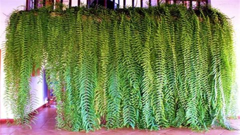 Como Plantar Samambaia: O Segredo Para Sua Planta Crescer